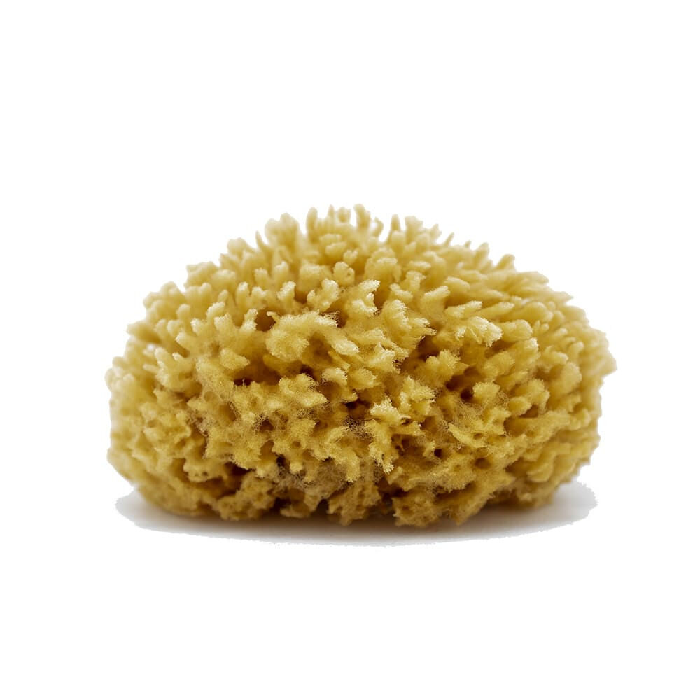 Spugna di mare wool pesca dell'atlantico Spugnificio Rosenfeld